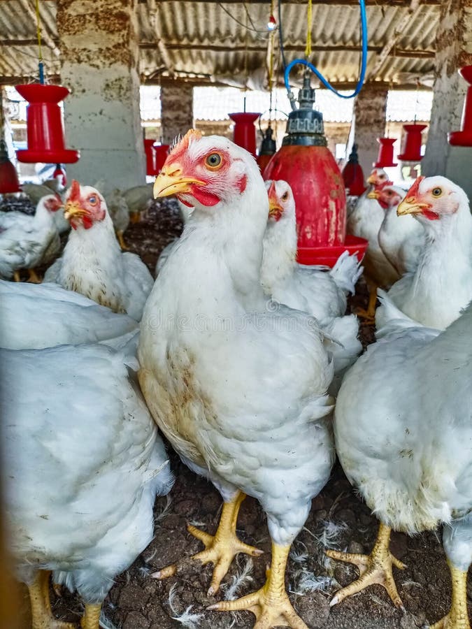 1+ Poultryfarm Free Stock Photos - StockFreeImages