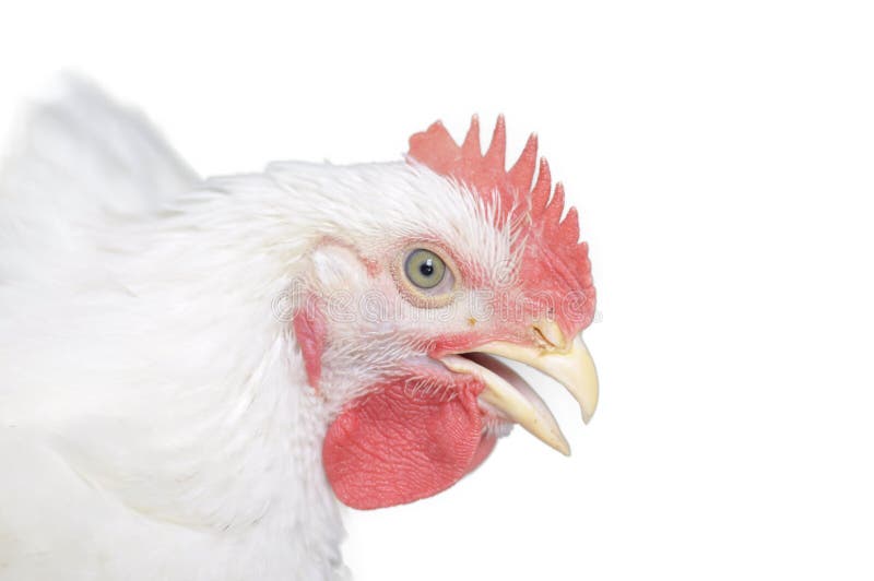 Pododermatitis Chicken Stock Photos - Free & Royalty-Free Stock Photos ...