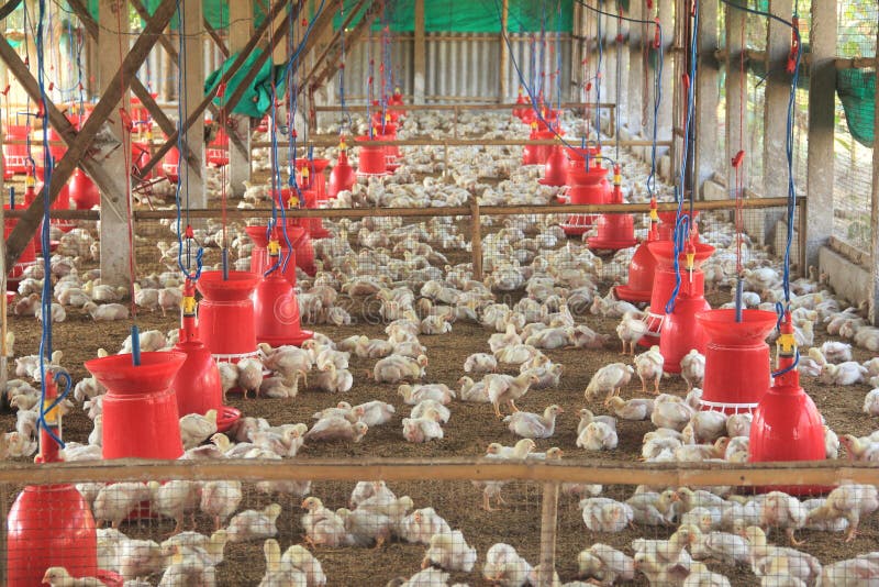 Poultry farm stock photo. Image of chicken, chickens, poultry - 9406072