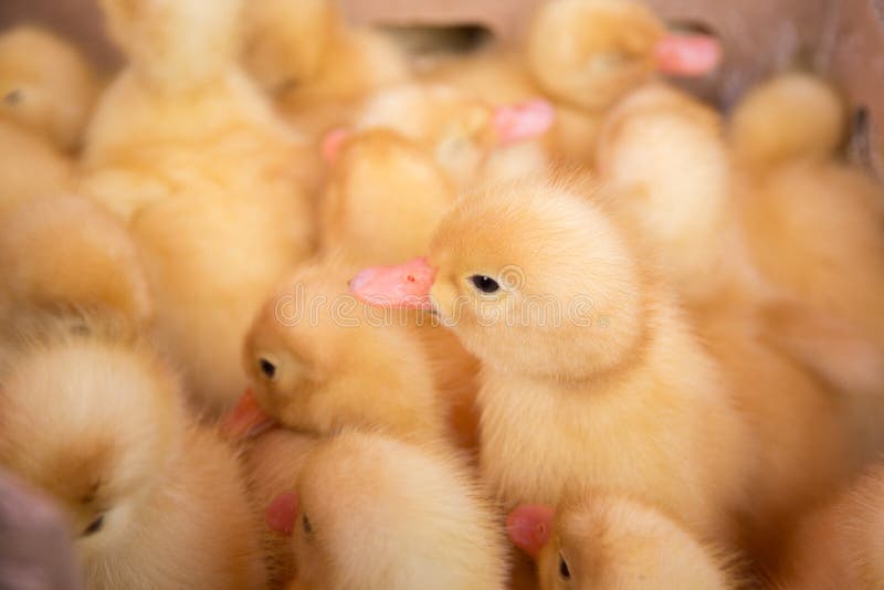 Poultry farm. Ducklings stock photo. Image of poultry - 43504120