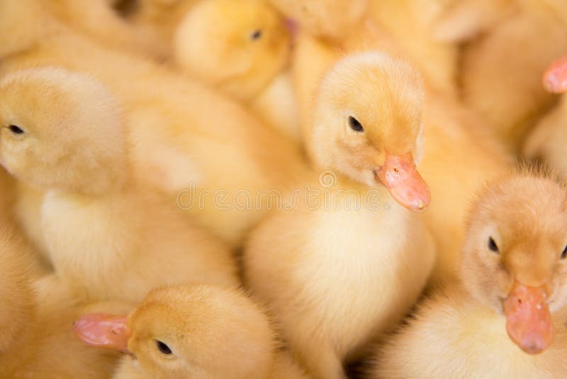 Poultry farm. Ducklings stock photo. Image of duckling - 46715372