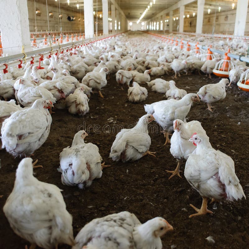 Chicken farm stock image. Image of eating, group, large - 28676255