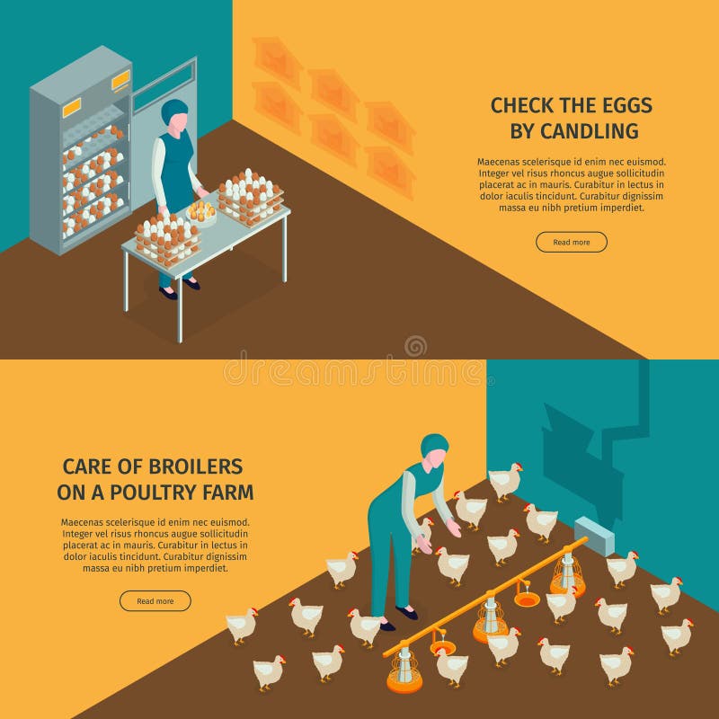 Poultry Farm Isometric Infographics Stock Vector - Illustration of farm ...