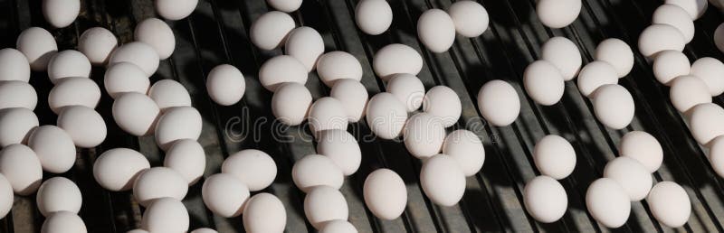 Poultry Farm. Industrial Egg Production Line. Background for Banner ...