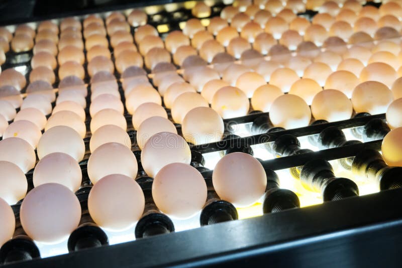 Poultry Farm. Industrial Egg Production Line. Modern Technological ...