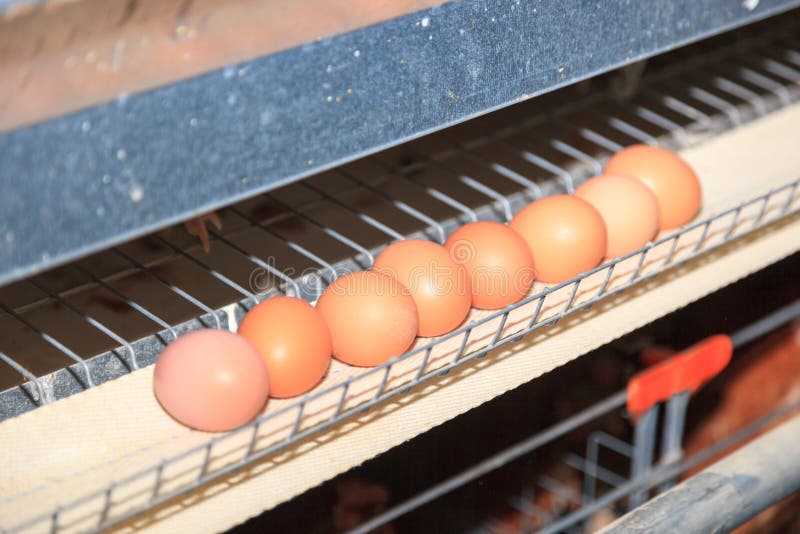 Poultry Farm stock image. Image of farm, eggs, poultry - 33485231