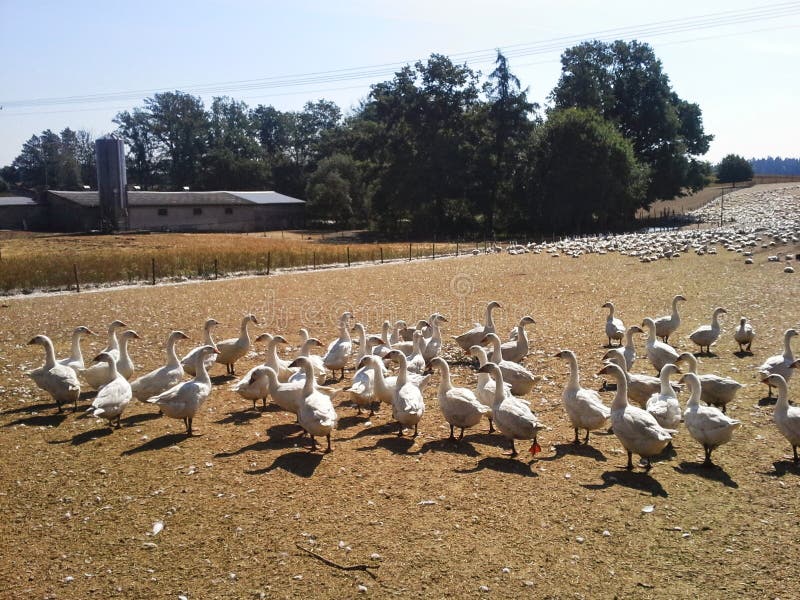 Poultry Farm with Many White Geese Stock Image - Image of goose ...