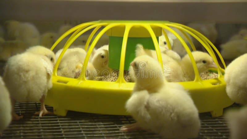 Poultry Farm. Farm for the Production of Chickens. Fluffy Cute Chickens ...
