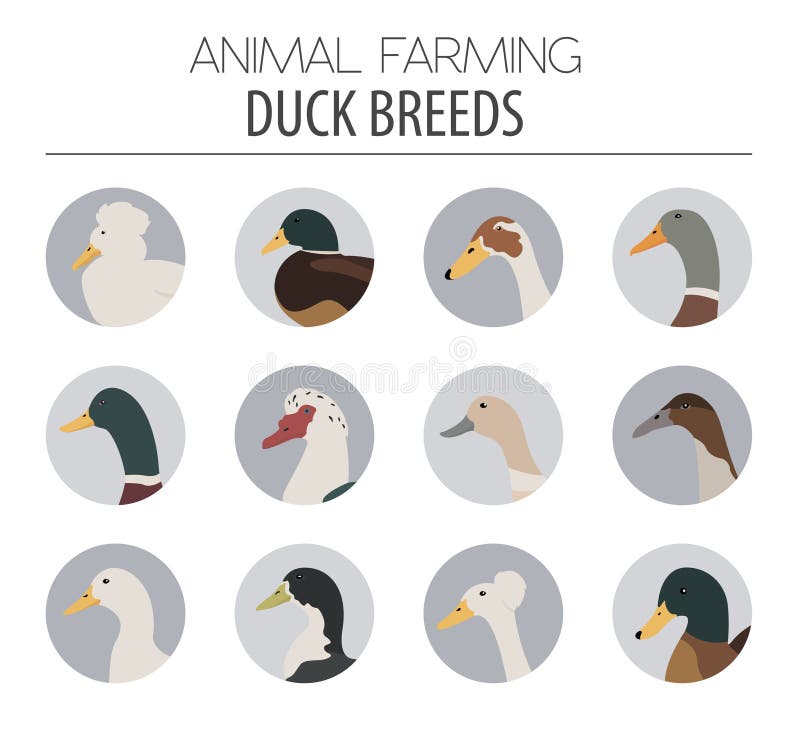 Poultry Farming. Duck Breeds Icon Set Stock Vector - Illustration of ...