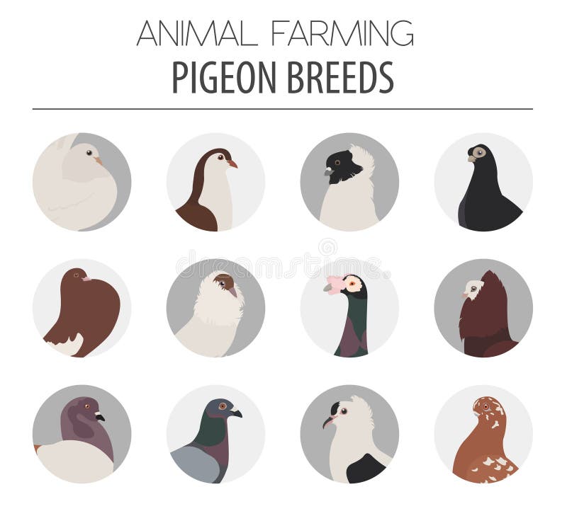 Poultry Farming. Pigeon Breeds Icon Set Stock Vector - Illustration of ...