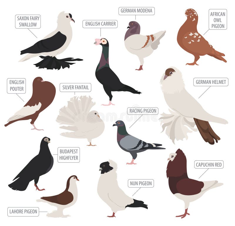 Poultry Farming. Pigeon Breeds Icon Set Stock Vector - Illustration of ...