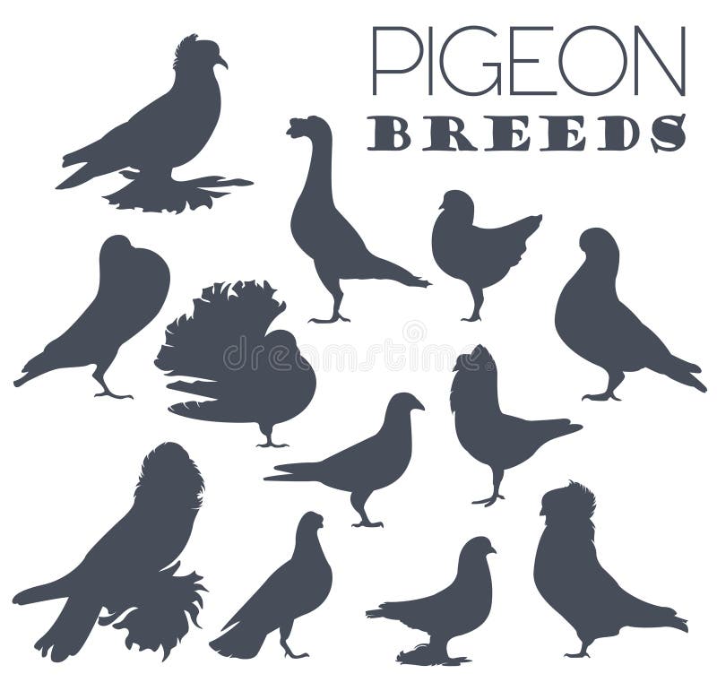 Poultry Farming. Pigeon Breeds Icon Set Stock Vector - Illustration of ...