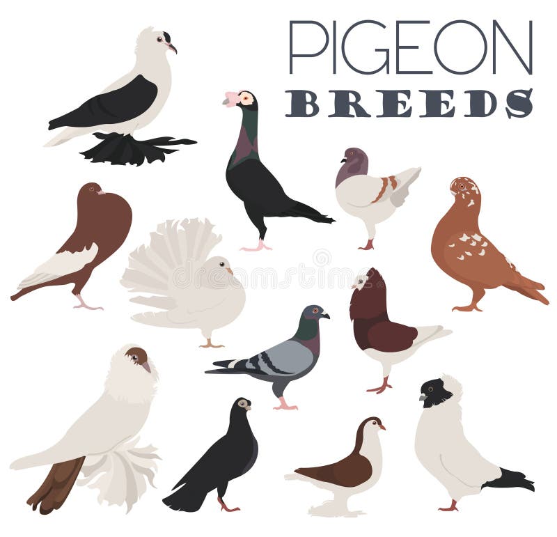 Poultry Farming. Pigeon Breeds Icon Set Stock Vector - Illustration of ...