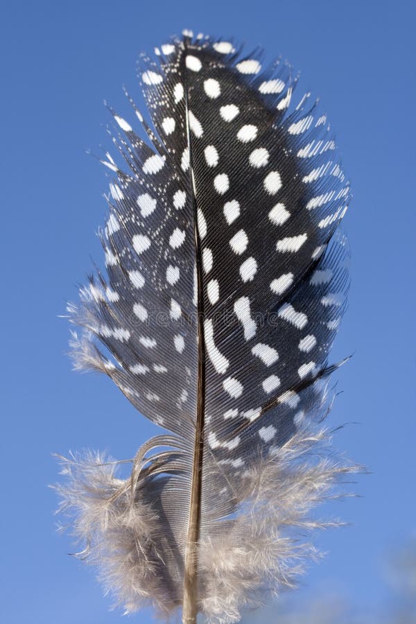 Poultry Feather on a Solid Color Background Stock Photo - Image of ...