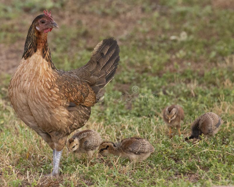 Feral Chickens, St. John, US Virgin Islands Stock Photo - Image of ...