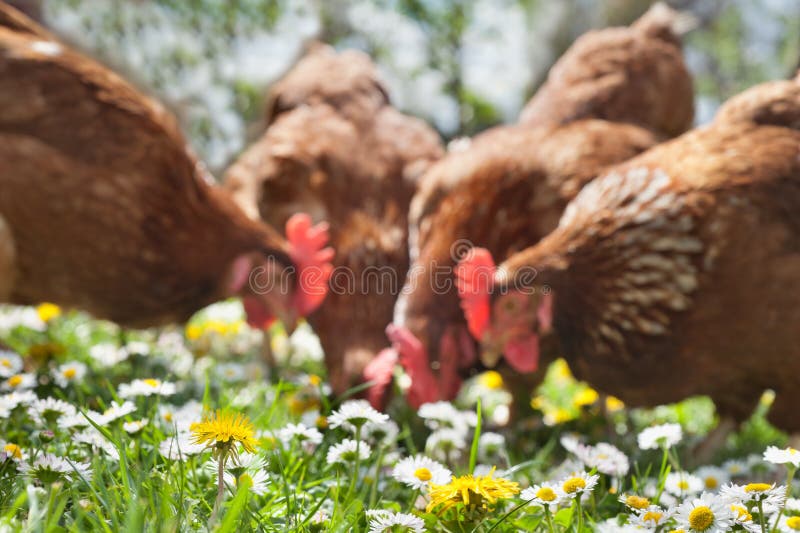 Poultry in field stock image. Image of environment, animal - 24300145