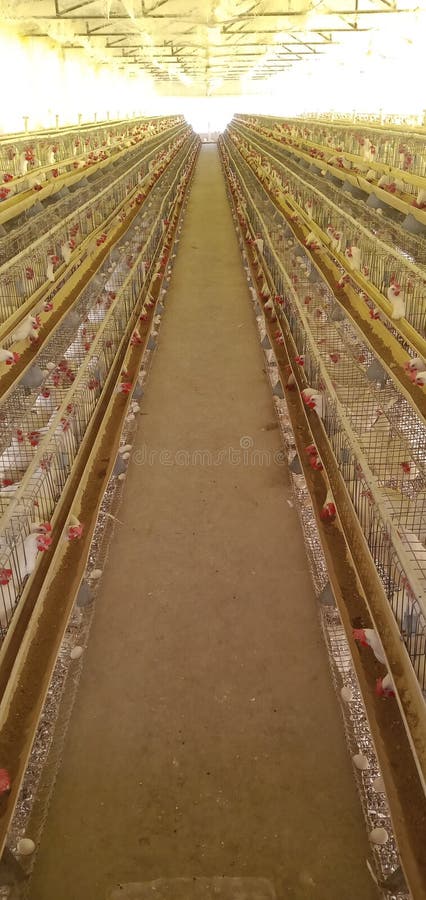 Poultry Form for Eggs Lots Chicken are There Stock Photo - Image of ...