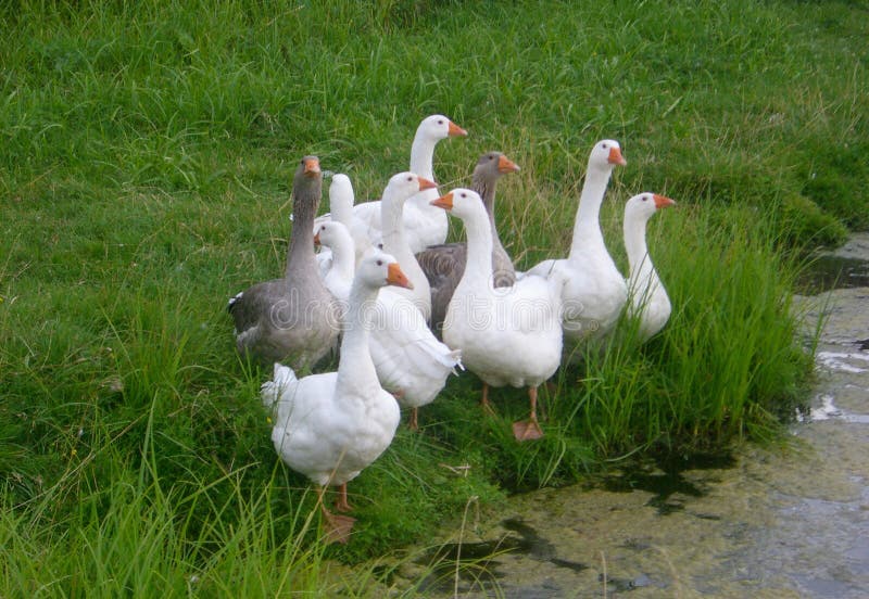 Poultry geese by the pond stock photo. Image of outdoors - 123805522