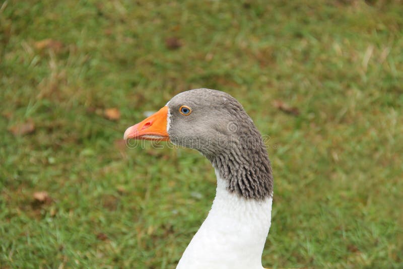 Poultry Goose. stock image. Image of fowl, countryside - 55252565