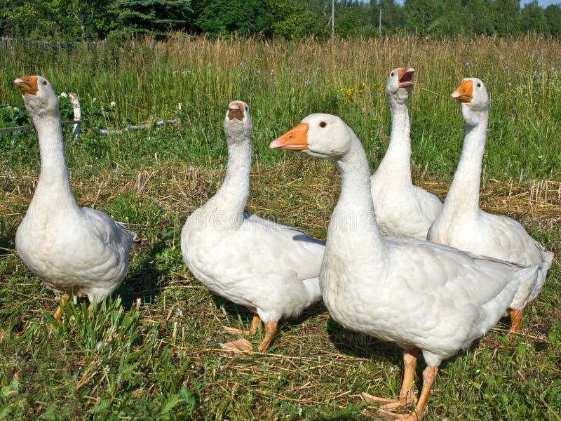 Poultry the goose stock photo. Image of farm, industries - 80434832