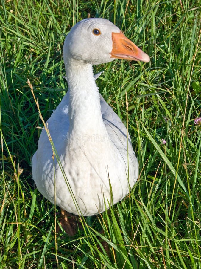 Poultry the goose stock photo. Image of farm, poultry - 80434998