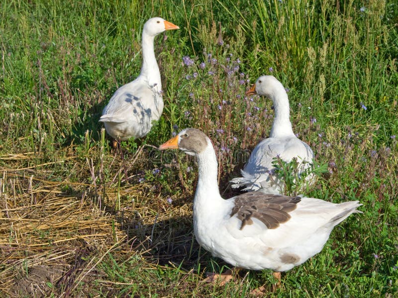 Poultry the goose stock image. Image of nature, meadow - 80461109