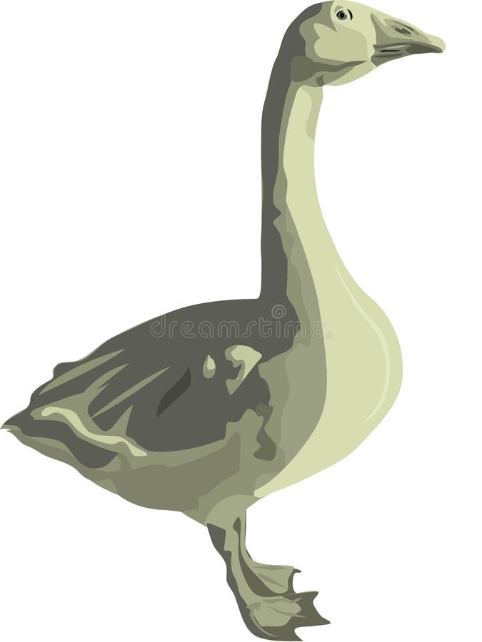 Poultry the grey goose stock vector. Illustration of animal - 80893097