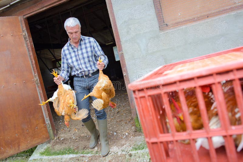 Poultry Handling for Transportation Stock Photo - Image of market, aged ...