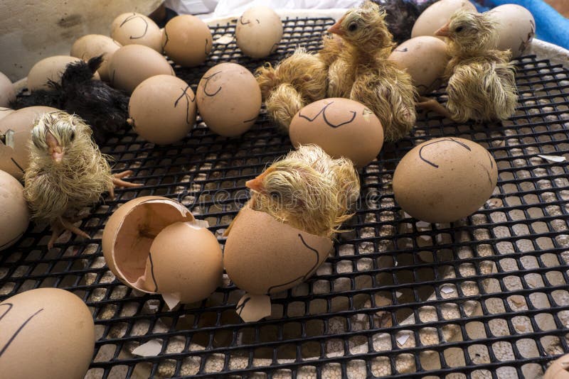 Poultry Hatching on the Farm Stock Image - Image of poultry, single ...