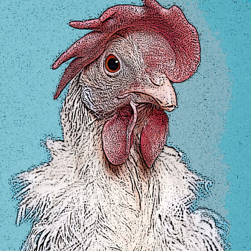 Poultry Illustration, Rooster Graphic Drawing Stock Illustration ...