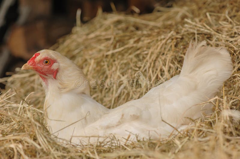 Poultry Insight - White Layer Stock Photo - Image of avian, chicken ...