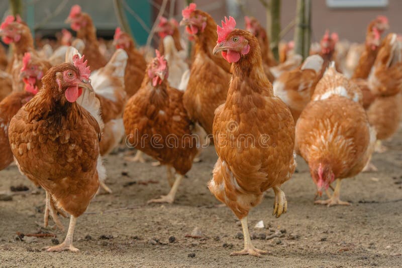 Poultry - Layer hens stock photo. Image of aves, agriculture - 39748130