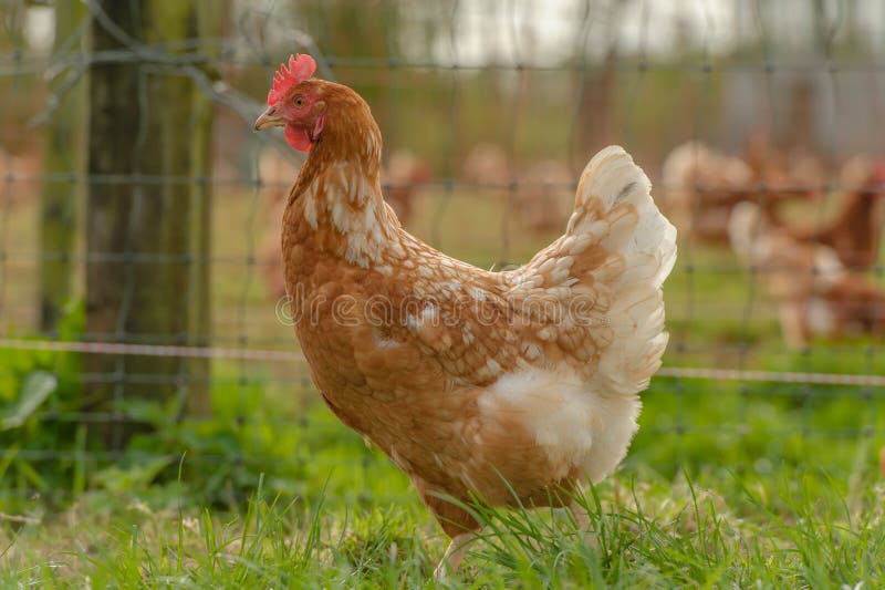 Poultry - Layer hens stock photo. Image of farm, brown - 39748132