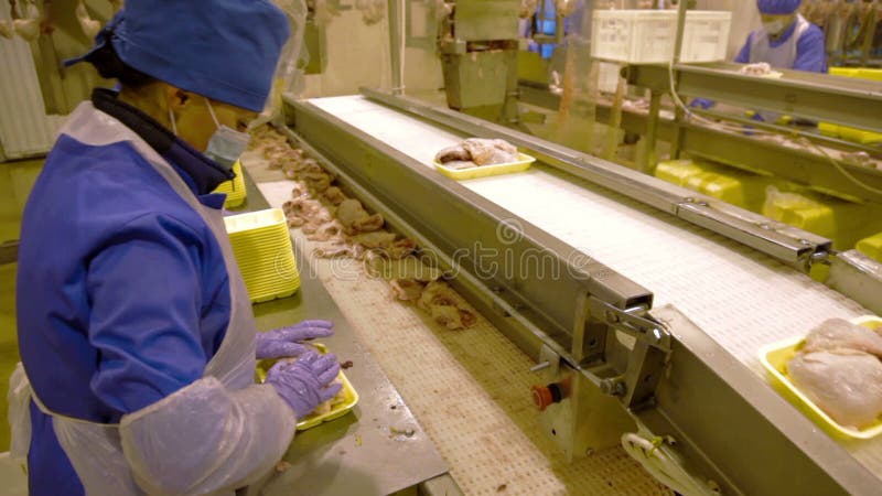 Poultry Meat during Production Process Stock Video - Video of fried ...