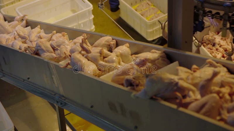 Poultry Meat during Production Process Stock Video - Video of fried ...