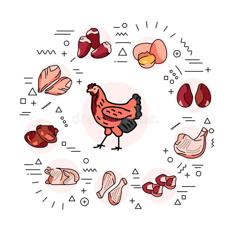 Poultry Meat Web Banner. Infographics with Linear Icons Stock Vector ...