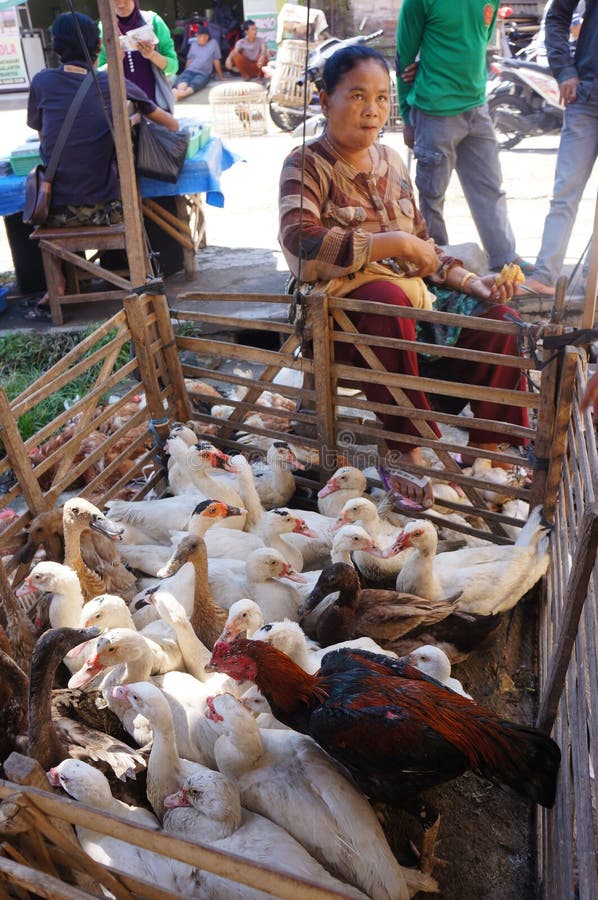 Poultry editorial stock image. Image of birds, business - 48662239