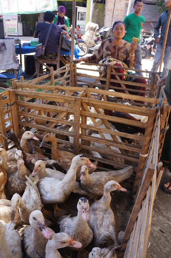 Poultry editorial photography. Image of central, poultry - 48662267