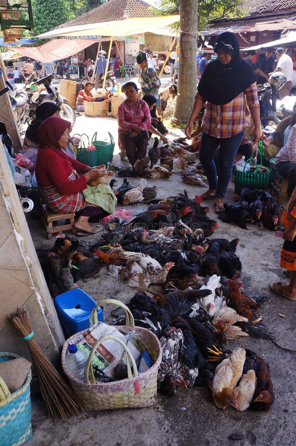 Poultry editorial image. Image of birds, animal, indonesia - 48662370