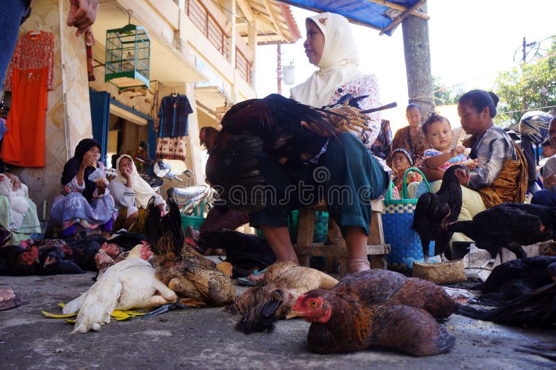 Poultry editorial photography. Image of birds, business - 48662497