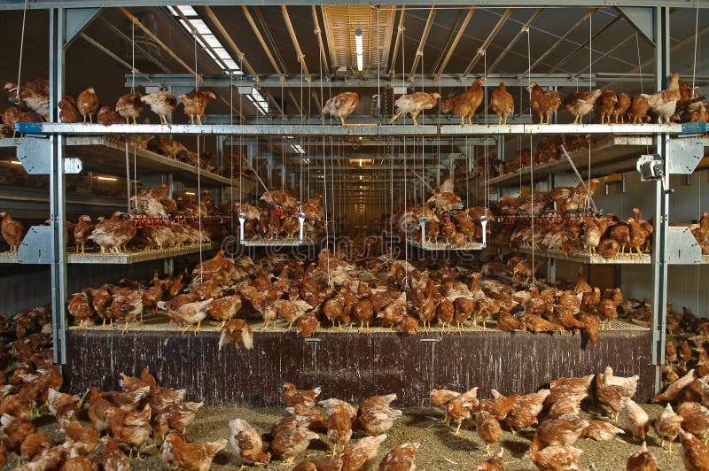 Poultry Pictured stock image. Image of flock, farming - 22095859