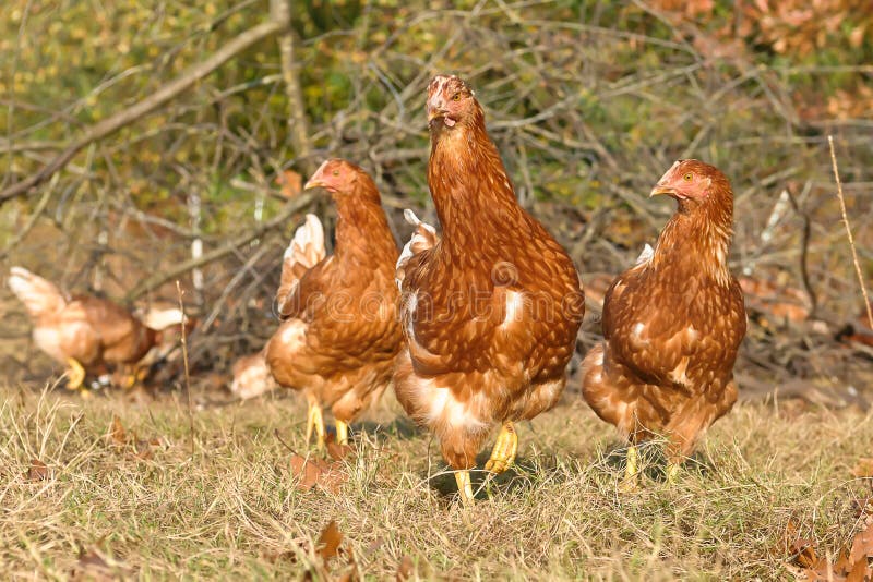 Poultry - Brown Layer Hens (free Range) Stock Photo - Image of grass ...
