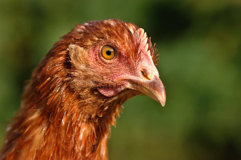 Poultry Pictured stock image. Image of chickens, farm - 22095837