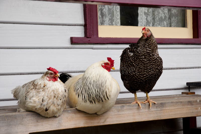 Poultry on a Porch stock image. Image of rooster, chicken - 90141415