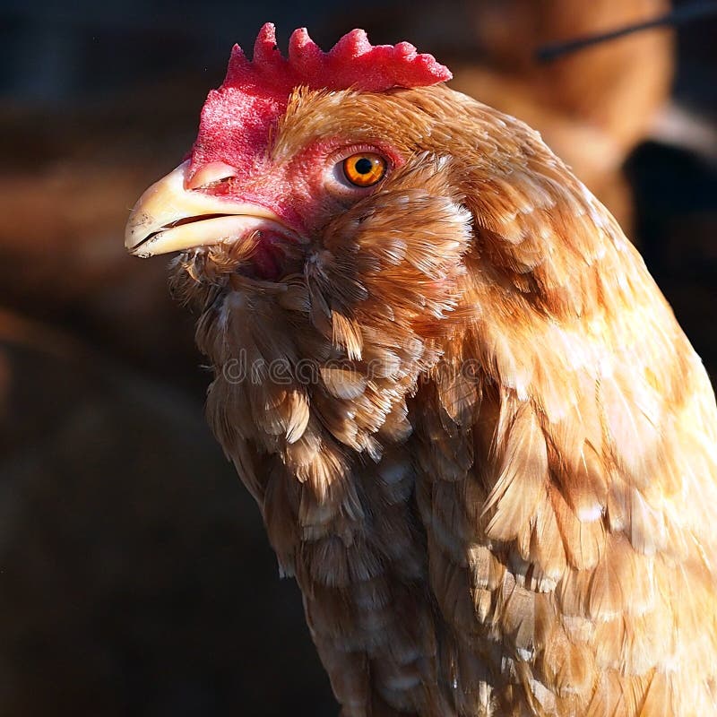 Poultry - Portrait of a Bearded Hen Stock Image - Image of livestock ...