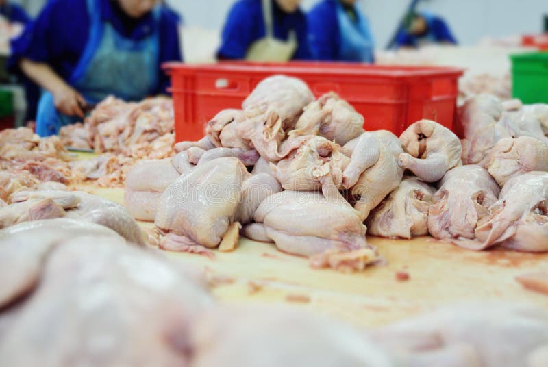 Processing Poultry in the Food Industry. Chicken Stock Photo - Image of ...