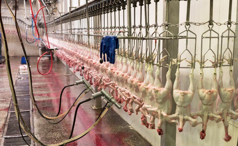 Poultry Processing Plant stock image. Image of dead, chopped - 73056547