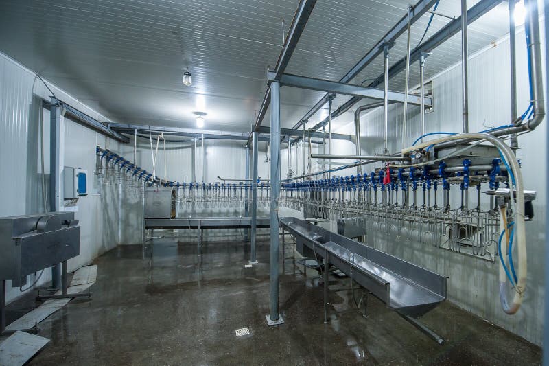 Poultry processing plant stock photo. Image of conveyor - 85400248
