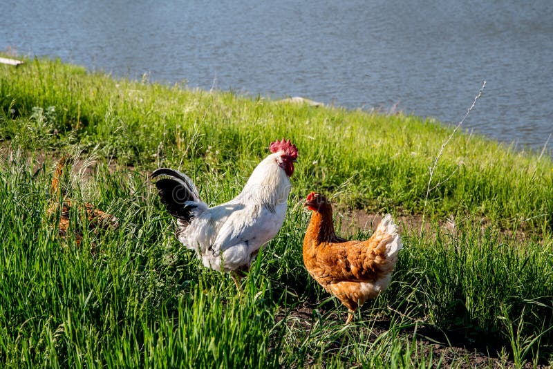 Chicken and Rooster by the River Stock Image - Image of brown ...