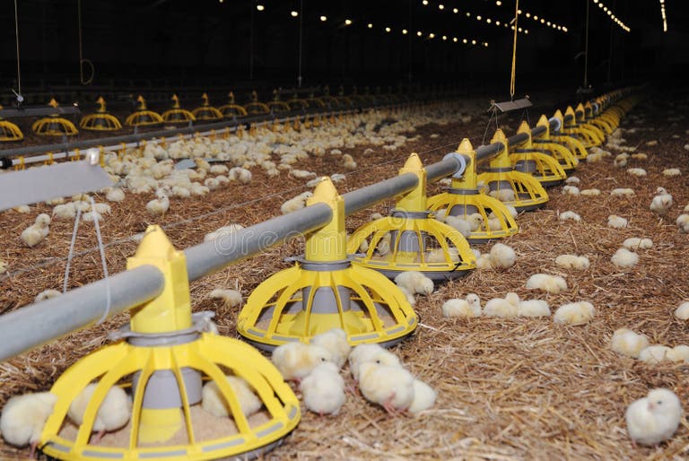 Poultry rearing farm stock photo. Image of chicken, cute - 16757300